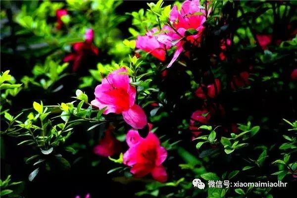 在oracle中,通过下列哪个选项中的命令可以释放锁() 墨天轮
